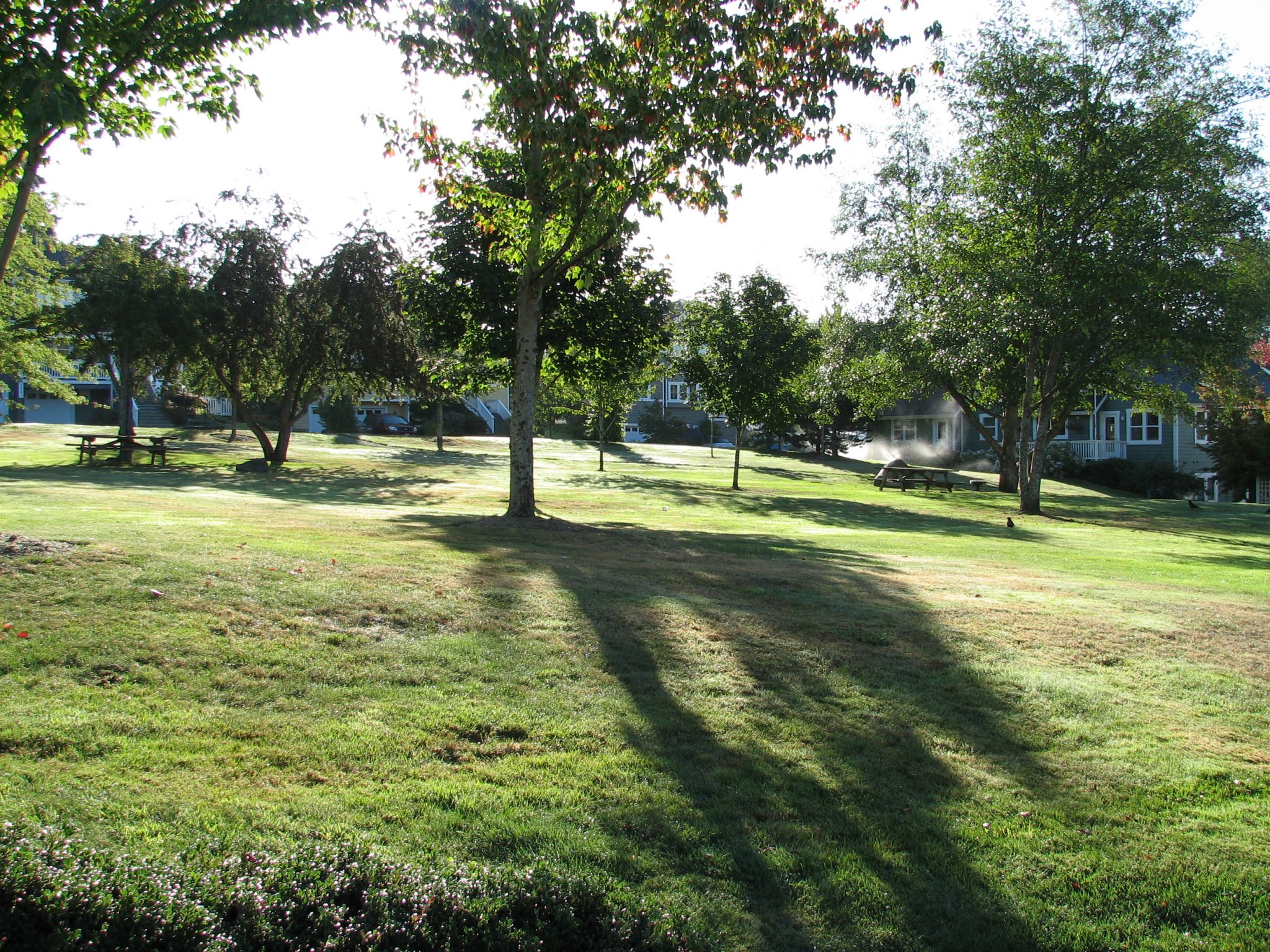 The Hillandale Neighborhood on Bainbridge Island – Jen Pells